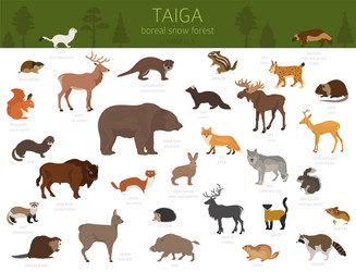 Taiga biome boreal snow forest terrestrial Vector Image