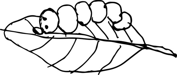 Silkworm Royalty Free Vector Image - VectorStock