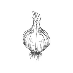 Sticker garlic Royalty Free Vector Image - VectorStock