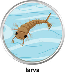 Mosquito Larva Vector Images (over 870)