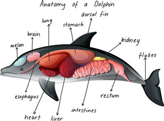 Internal anatomy a dolphin with label Royalty Free Vector