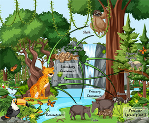 Diagram showing food web in rainforest Royalty Free Vector