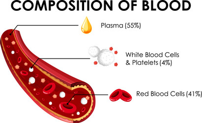 Diagram showing composition blood Royalty Free Vector Image