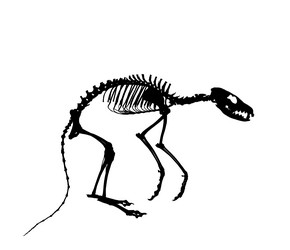Fox skeleton silhouette Royalty Free Vector Image