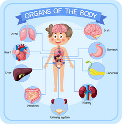 Internal organs of the body for kids Royalty Free Vector