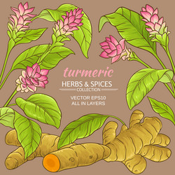 Turmeric Vector Images (over 2,700)