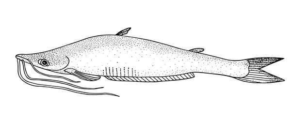 Catfish Line Drawing Vector Images (over 130)
