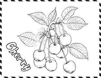 Cherry coloring page for kids Royalty Free Vector Image