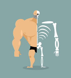 Human structure skeleton men construction Vector Image