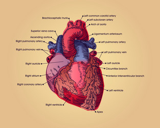 Human heart anatomically correct Royalty Free Vector Image