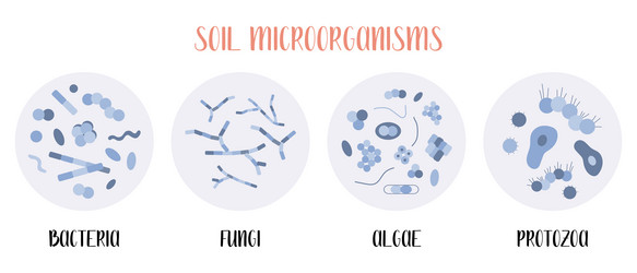 Soil Microorganism Vector Images (over 320)