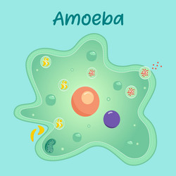 An amoeba microorganism Royalty Free Vector Image