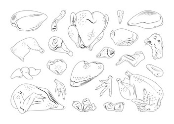 Hen chicken sketch fresh raw chicken parts Vector Image