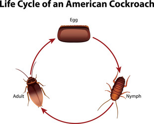 Diagram showing life cycle cockroach Royalty Free Vector