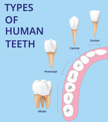 Types human teeth bone anatomy 3d Royalty Free Vector Image