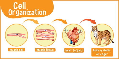 Diagram showing cell organization in a tiger Vector Image