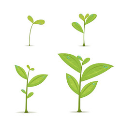 Color image cartoon plant with leaves in growth Vector Image