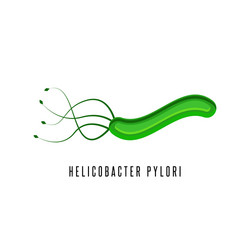 Structure of helicobacter pylori infographics Vector Image