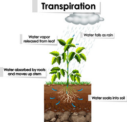 Diagram showing transpiration tree Royalty Free Vector Image