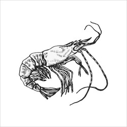 Handdrawn shrimp shrimp drawing Royalty Free Vector Image
