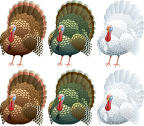 Turkey Vector Images (over 74,000)