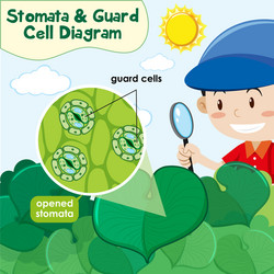 Diagram showing plant cell with stomata and guard Vector Image