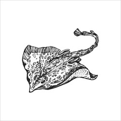 How To Draw A Realistic Stingray