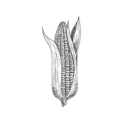 Corn cob with leaves isolated sketch of maize Vector Image