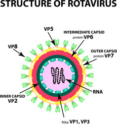 Structure of rotavirus infographics Royalty Free Vector