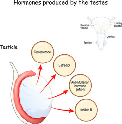 Amh Vector Images (39)