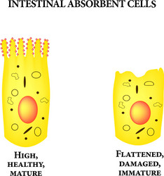 Enterocytes Vector Images (40)