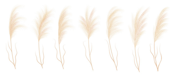 Pampas Grass Vector Images (over 550)