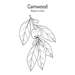Camwood baphia nitida medicinal plant Royalty Free Vector
