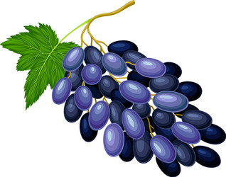 Dark blue grape with ellipsoid berries growing Vector Image