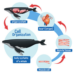 Whale Diagram Vector Images (over 110)