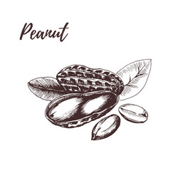 Peanut Drawing Groundnut Vector Images (over 650)
