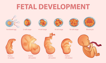Stages in human embryonic development Royalty Free Vector