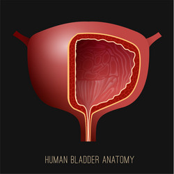 Bladder anatomy scheme Royalty Free Vector Image