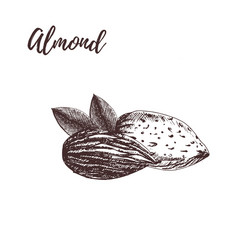 Hand drawn almonds Royalty Free Vector Image - VectorStock