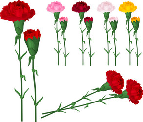 Carnations Vector Images (over 7,700)