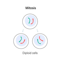 Chromatin Vector Images (over 130)