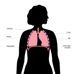 Diaphragm Inhale and Exhale Vector Images (over 100)