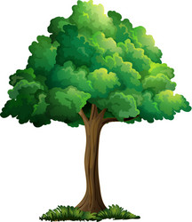 A tall old tree Royalty Free Vector Image - VectorStock