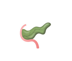 Pancreas Icons Vector Images (over 3,500)
