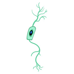 Nerve neurons cartoon Royalty Free Vector Image