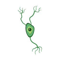 Nerve neurons cartoon Royalty Free Vector Image