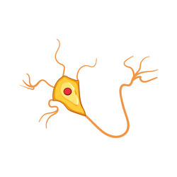 Nerve neurons cartoon Royalty Free Vector Image