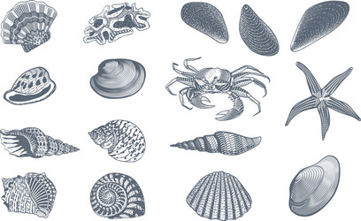 Set isolated seashell sketches or conch shell Vector Image