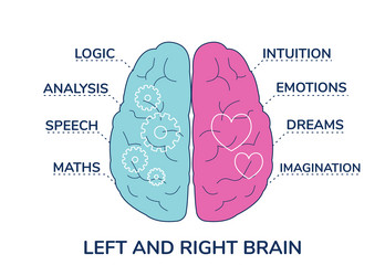 Left and Right Brain Hemisphere Function Vector Images (over 100)