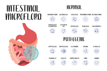 Intestinal microflora normal and pathogenic Vector Image